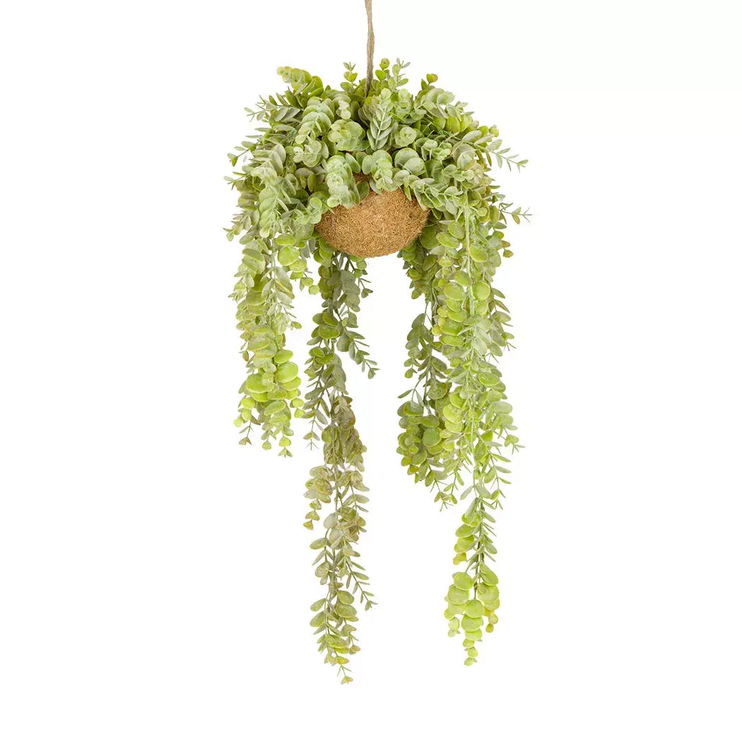 Hanging Plant - Light Coin Leaves - Fine Goods Lifestyle
