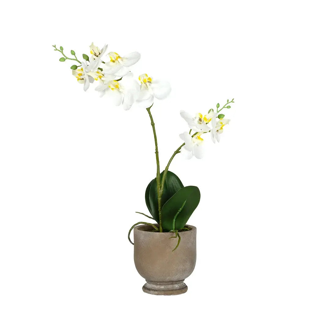 Orchid - Rustic Potted 40cm - Fine Goods Lifestyle