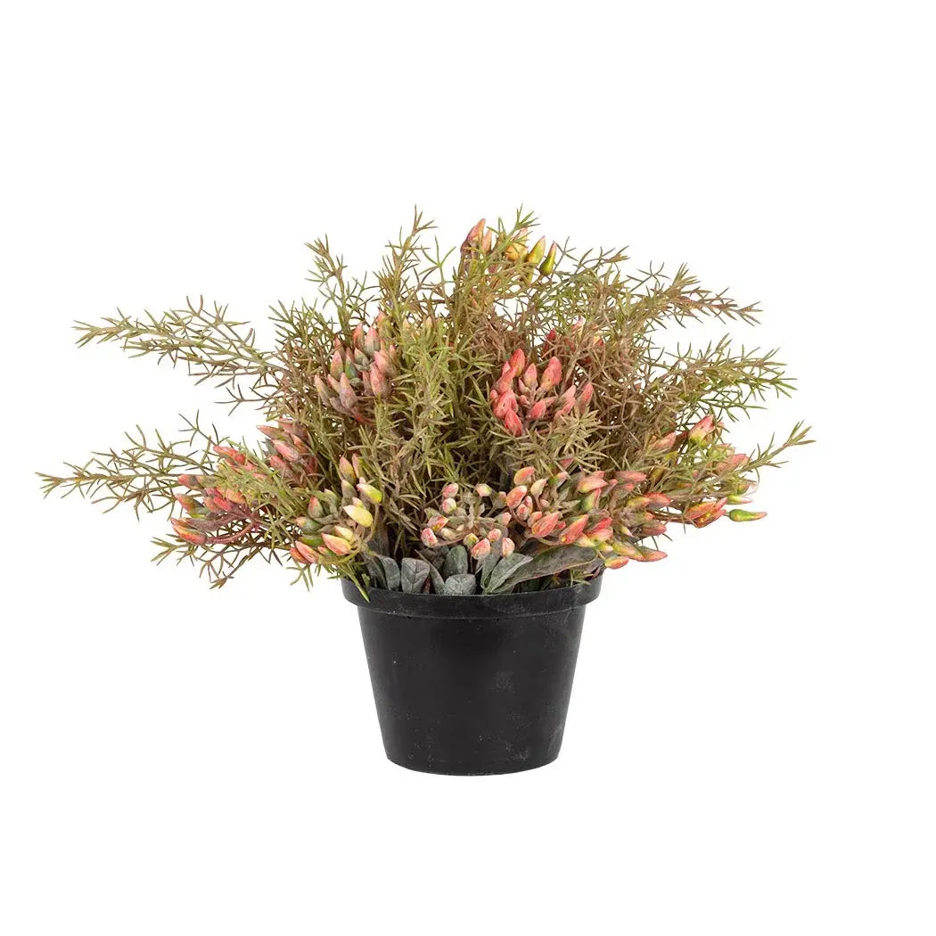 Plant - Autumn Kalahari Bush 35cm - Fine Goods Lifestyle