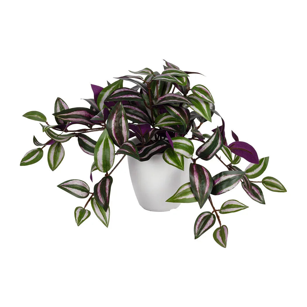 Potted Plant - Zebra Bush - Fine Goods Lifestyle